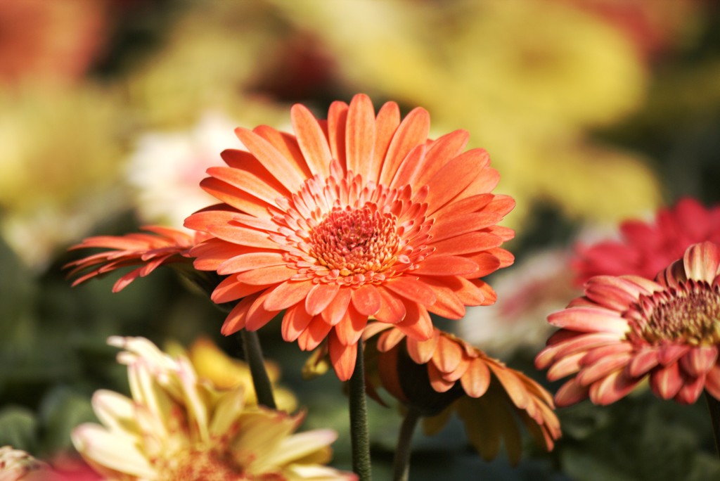 Speedling Incorporated Resources (ORN) - Speedling Incorporated