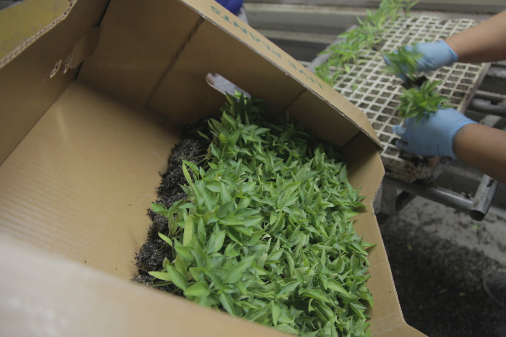 Speedling Incorporated Pepper Pull and Pack - Speedling Incorporated