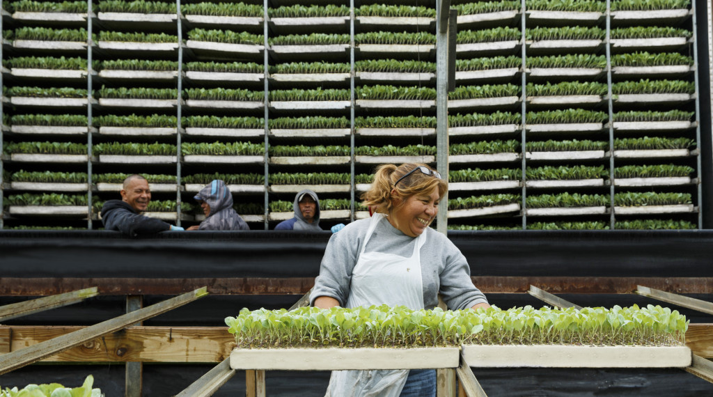 Speedling Incorporated Loading Cabbage to Trailer SCN 2015 - Speedling ...