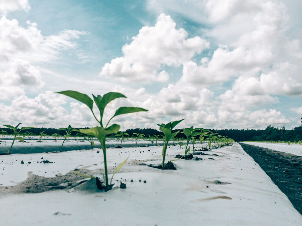 Speedling Incorporated Vegetables - Speedling Incorporated